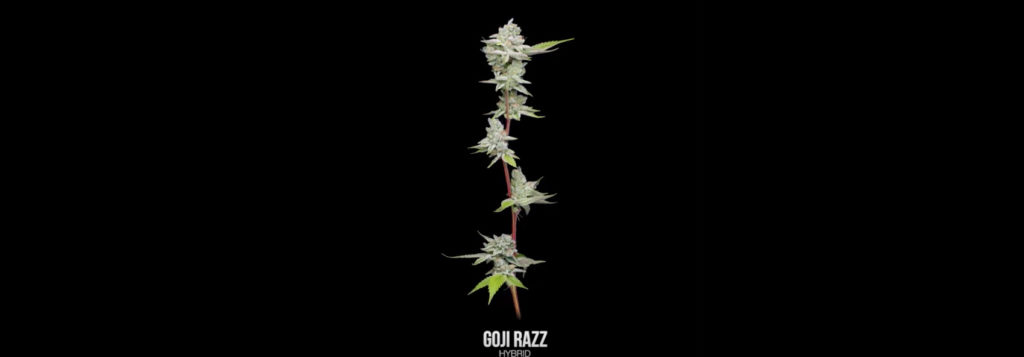 Goji Razz - Green Bodhi Genetics